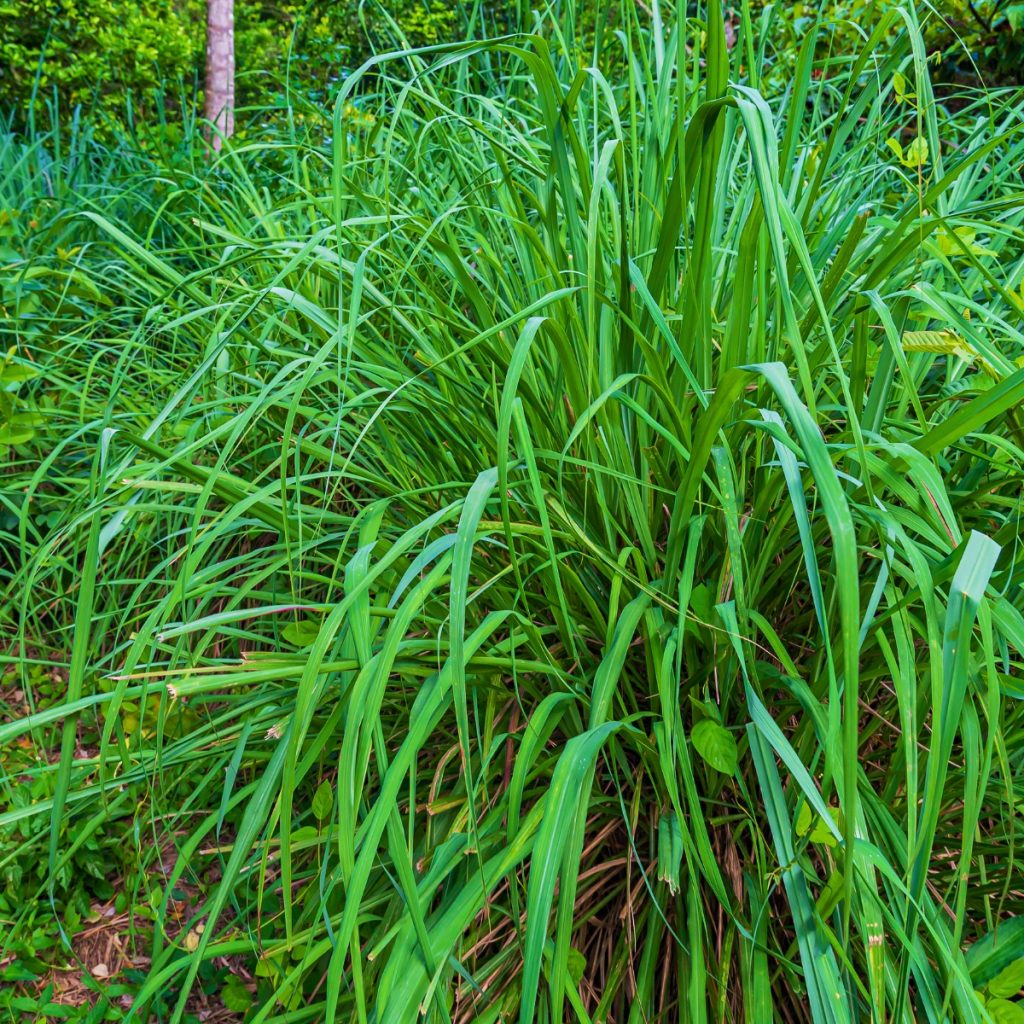 Product of the Month: Citronella Oil - Khush Ingredients