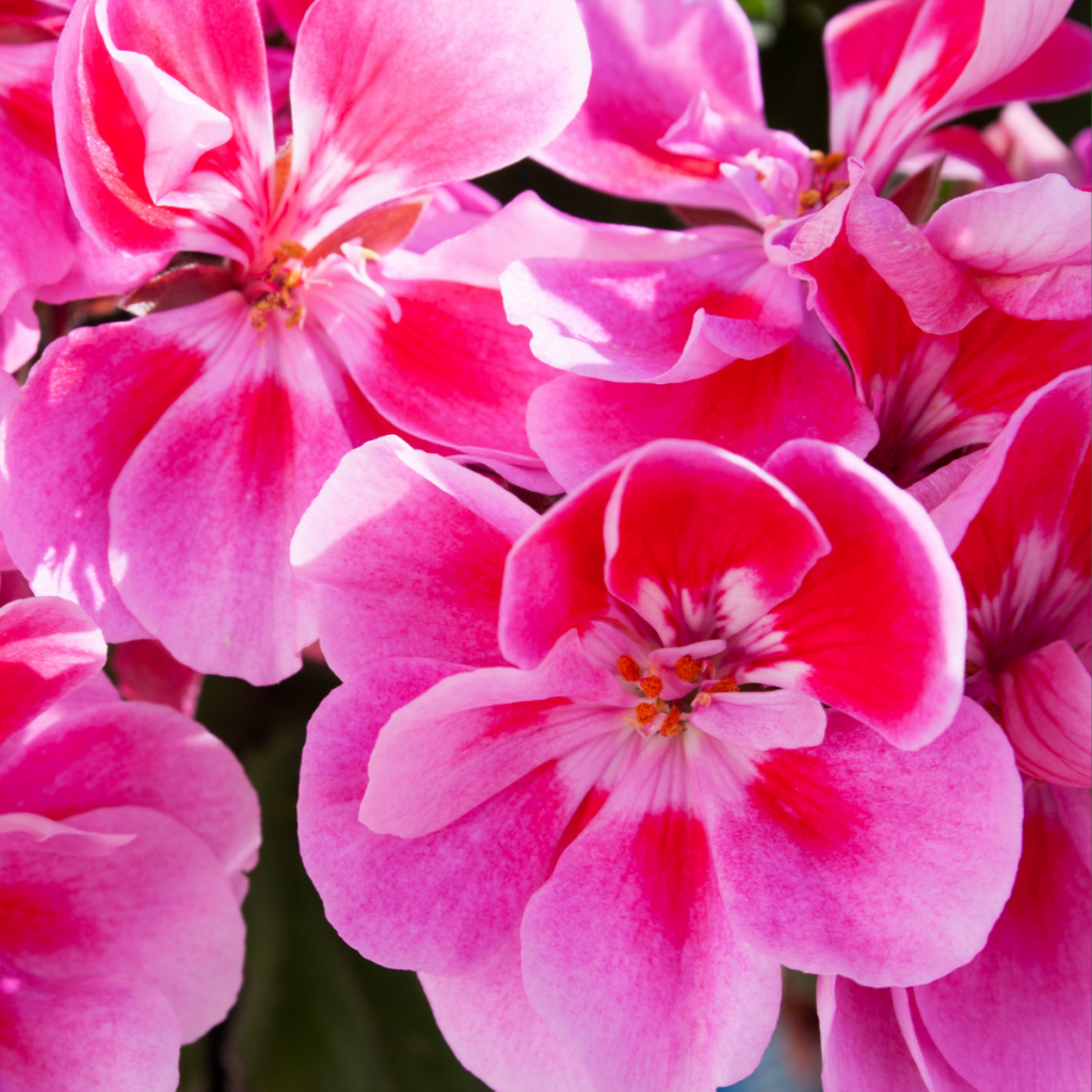 Organic Geranium Oil - Egyptian - Khush Ingredients