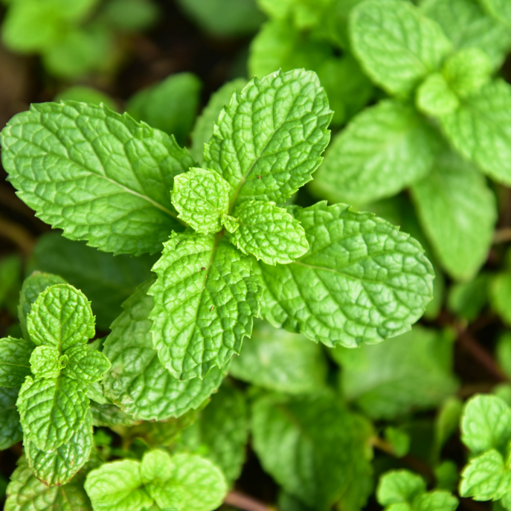 Organic Spearmint Oil - Indian - Khush Ingredients