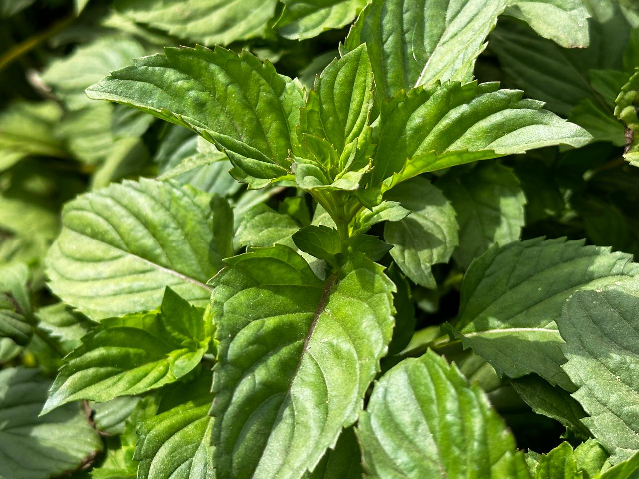 Mentha Citrata- Product of the Month September 2024 - Khush Ingredients
